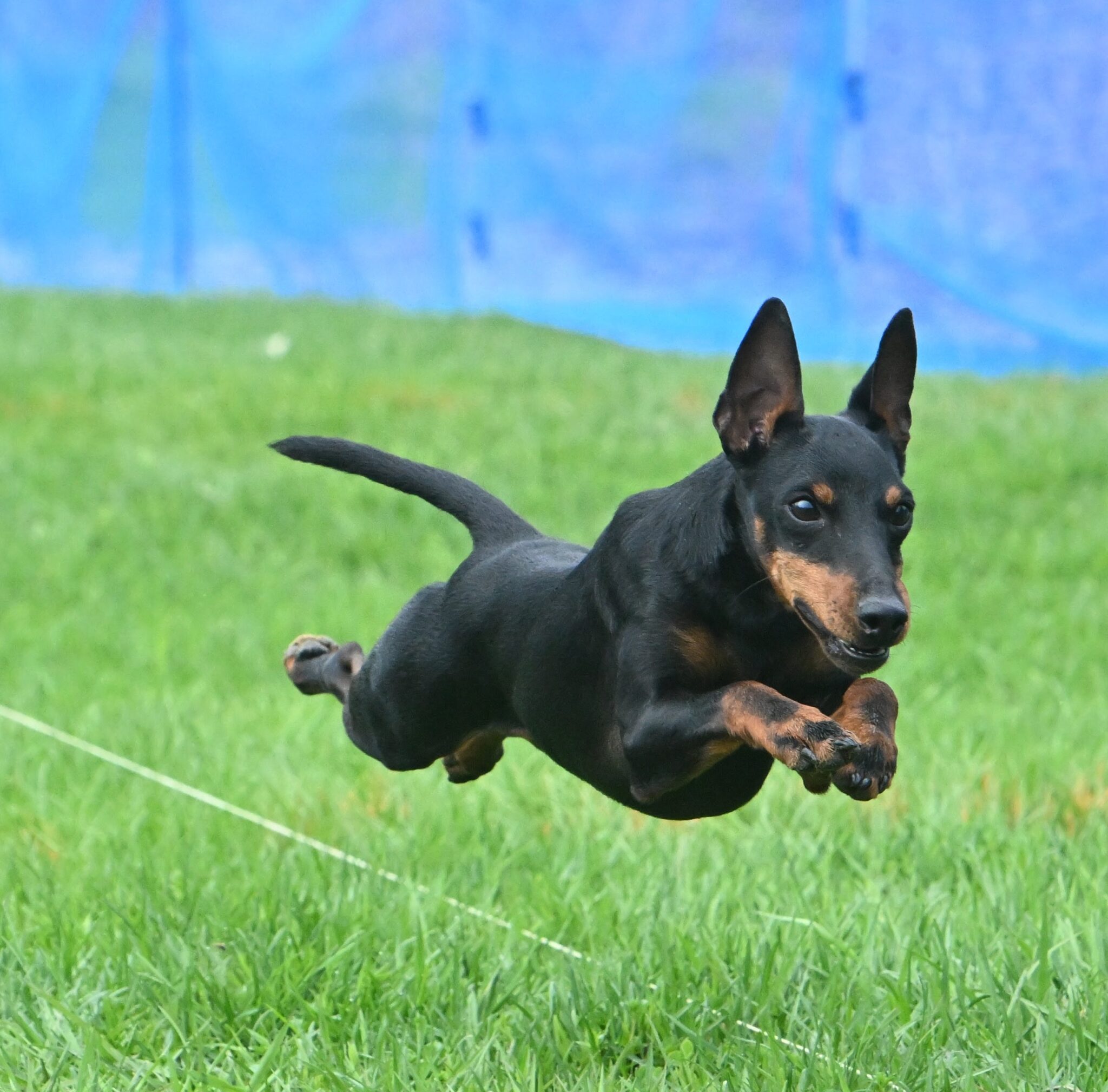 FastCAT 2025 – Green Mountain Dog Club