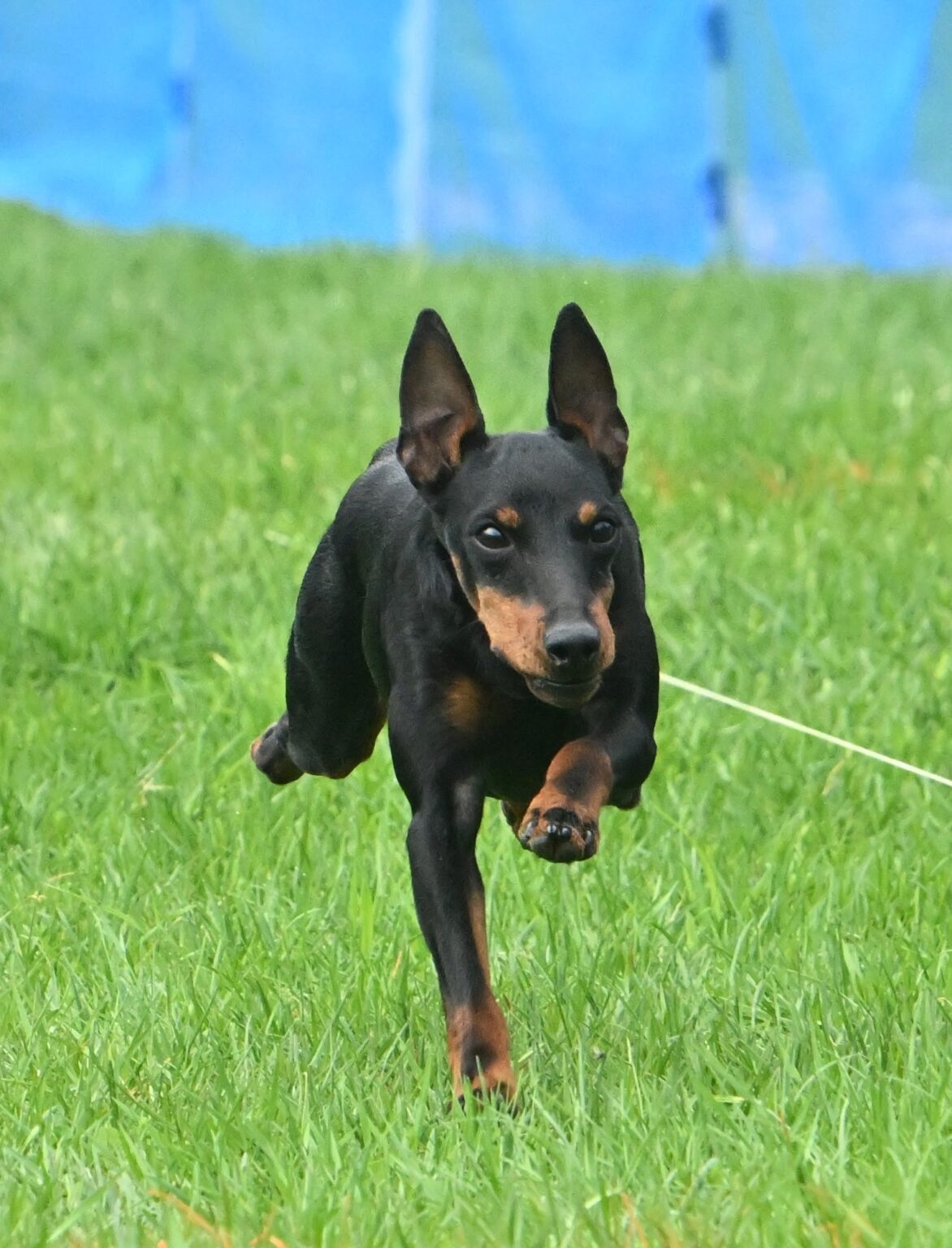 FastCAT FunRun – Green Mountain Dog Club