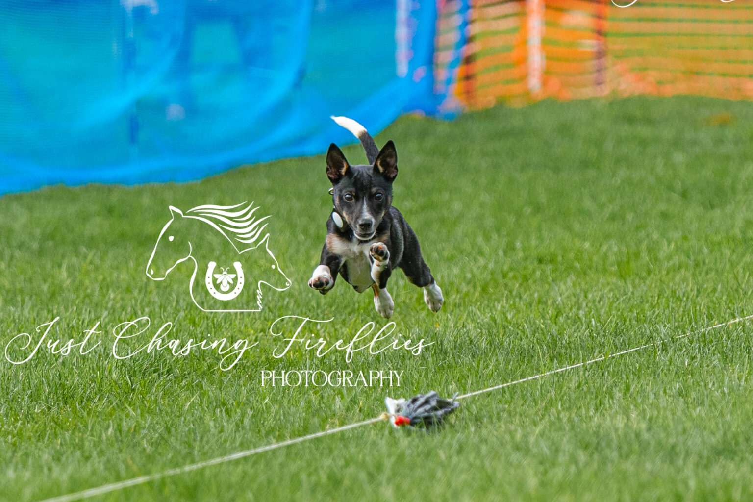 FastCAT Photos – Green Mountain Dog Club